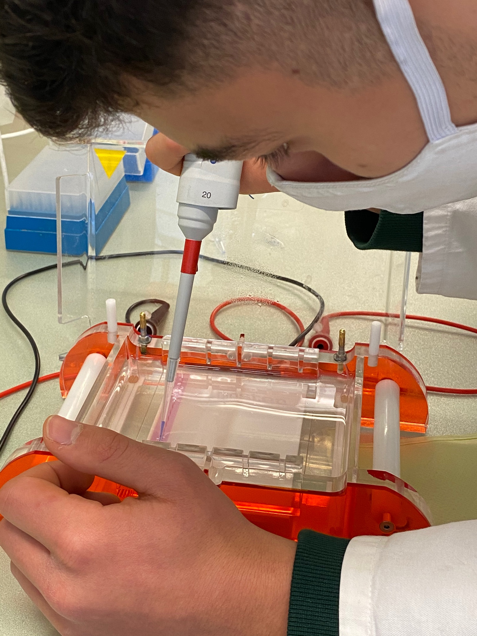 Junge Forscher – Unsere Biologie-Leistungskurse besuchen das Gläserne ...